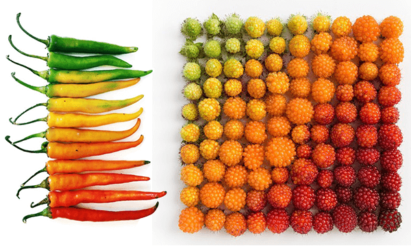 The Most Satisfying Arrangements Of Natural Food and Objects. The Most Satisfying Arrangements Of Natural Food and Objects.